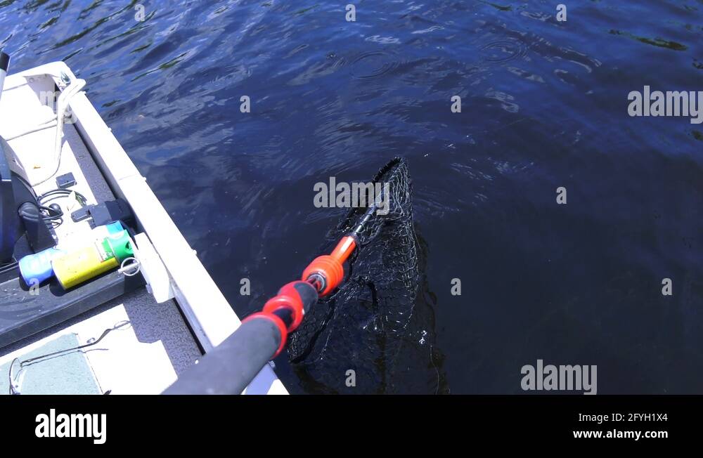 Prize catch fish Stock Videos & Footage - HD and 4K Video Clips - Alamy