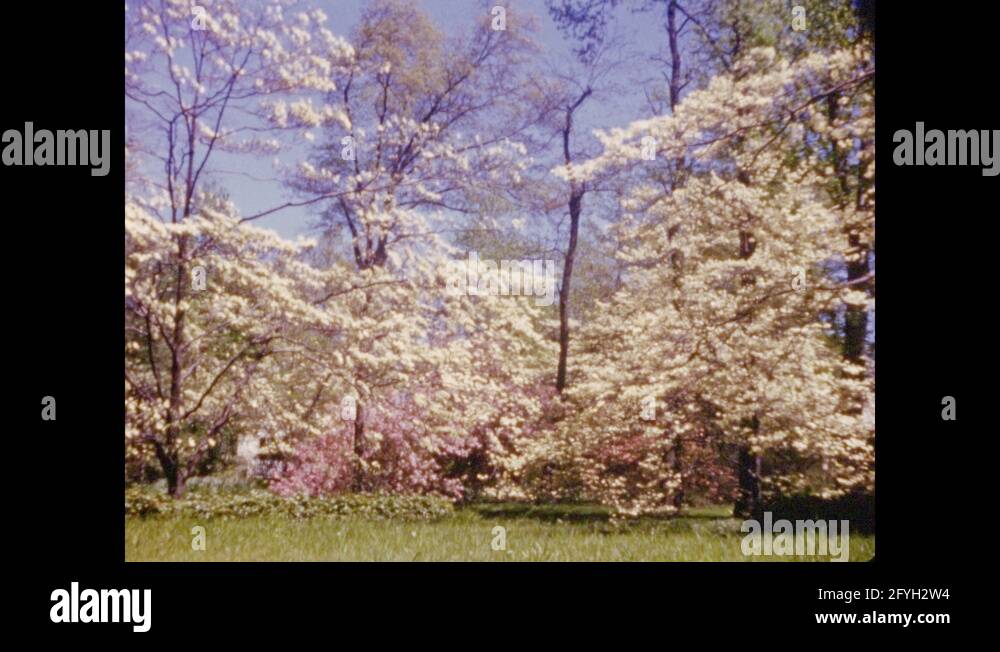 Trees bushes greenery Stock Videos & Footage - HD and 4K Video Clips ...