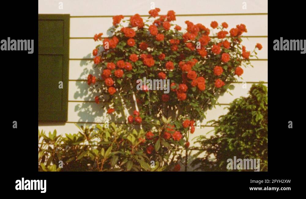 Red red rose street Stock Videos & Footage - HD and 4K Video Clips - Alamy