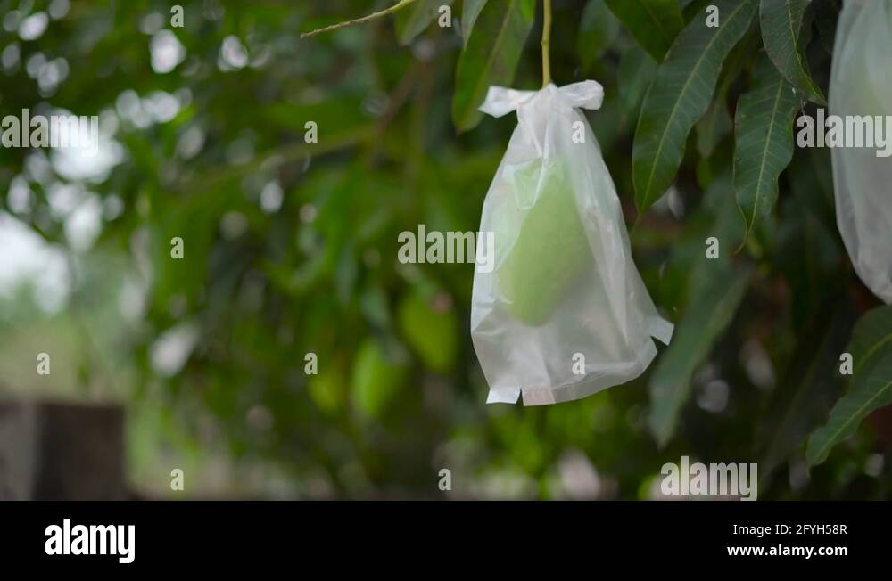 Mango bag Stock Videos & Footage - HD and 4K Video Clips - Alamy