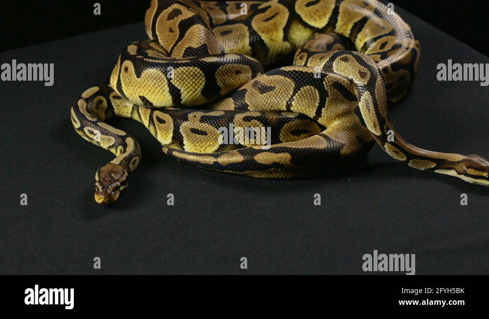 Two royal pythons in knot Stock Video Footage - Alamy