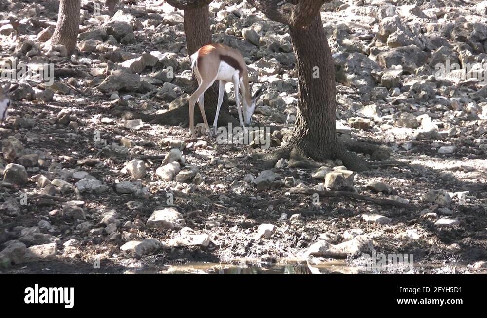 Springbok hunt Stock Videos & Footage - HD and 4K Video Clips - Alamy