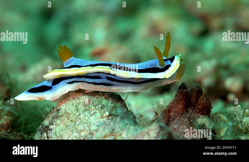Annas life Stock Videos & Footage - HD and 4K Video Clips - Alamy