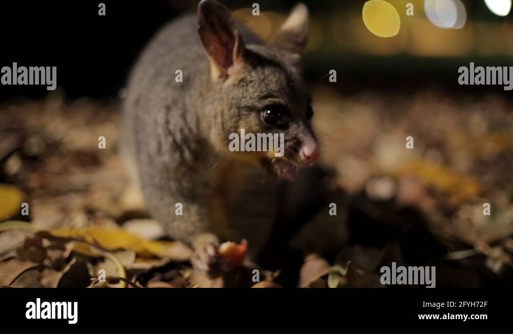 Australian brushtail possum on floor following camera close up sydney ...