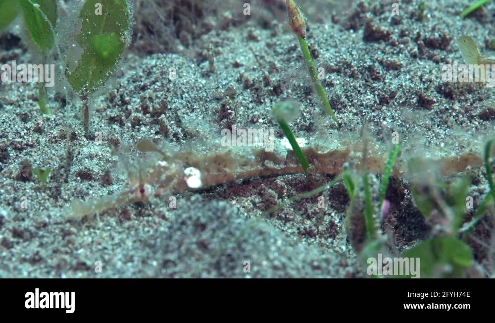 Juvenile Ornate pipefish (Halicampus macrorhynchus) on the sand in Zulu ...