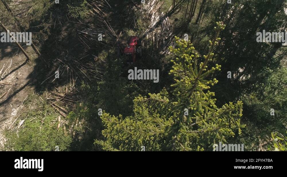 Forest cutting, timber harvester, from height, cutting with special ...
