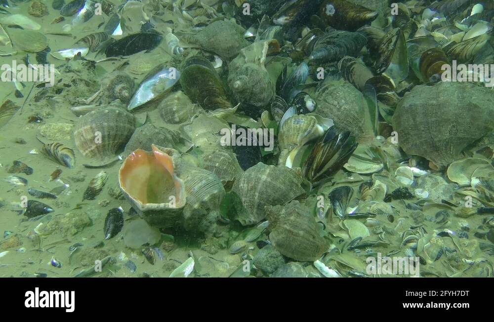 Thomas schnecke Stock Videos & Footage - HD and 4K Video Clips - Alamy