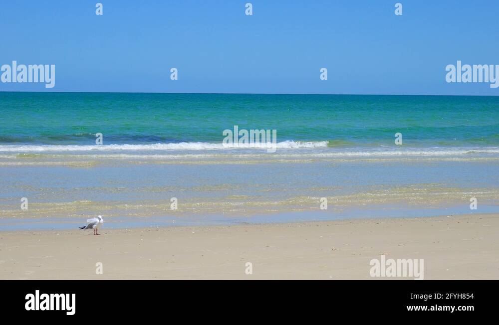 South Australian beach with gulls and South Australian sea hawk flying ...