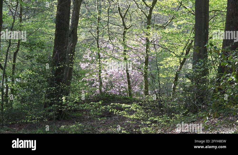 Woodland patterns Stock Videos & Footage - HD and 4K Video Clips - Alamy