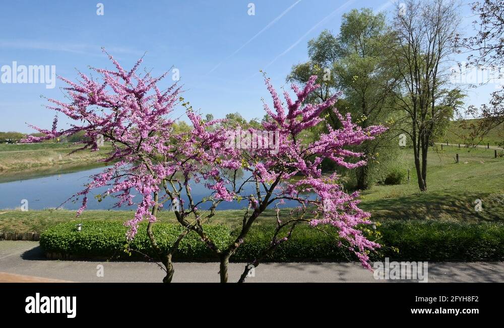 Redbud tree blossom Stock Videos & Footage - HD and 4K Video Clips - Alamy