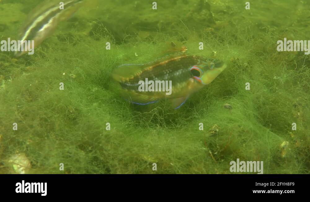 Reproduction Ocellated wrasse (Symphodus ocellatus Stock Video Footage ...