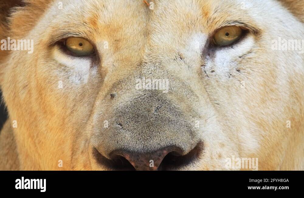 Lioness eyes Stock Videos & Footage - HD and 4K Video Clips - Alamy