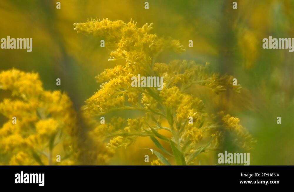 Golden rod plant Stock Videos & Footage - HD and 4K Video Clips - Alamy