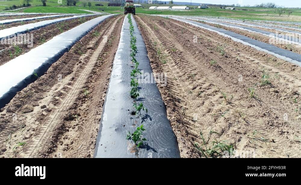 Field of tomato plants Stock Videos & Footage - HD and 4K Video Clips ...