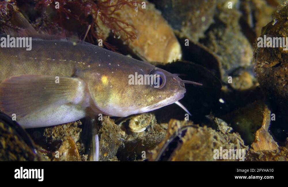 Onos mediterraneus Stock Videos & Footage - HD and 4K Video Clips - Alamy