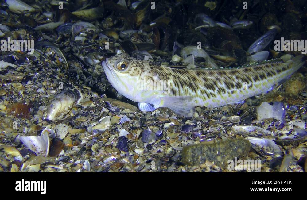 Poisonous fish Greater weever (Trachinus draco Stock Video Footage - Alamy