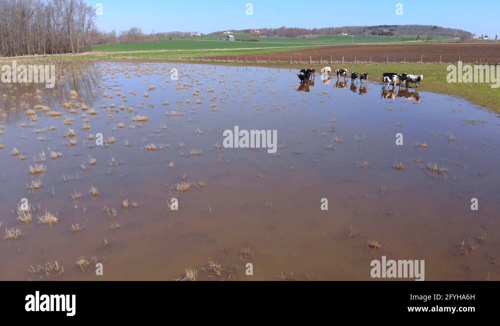 Cattle flooding Stock Videos & Footage - HD and 4K Video Clips - Alamy