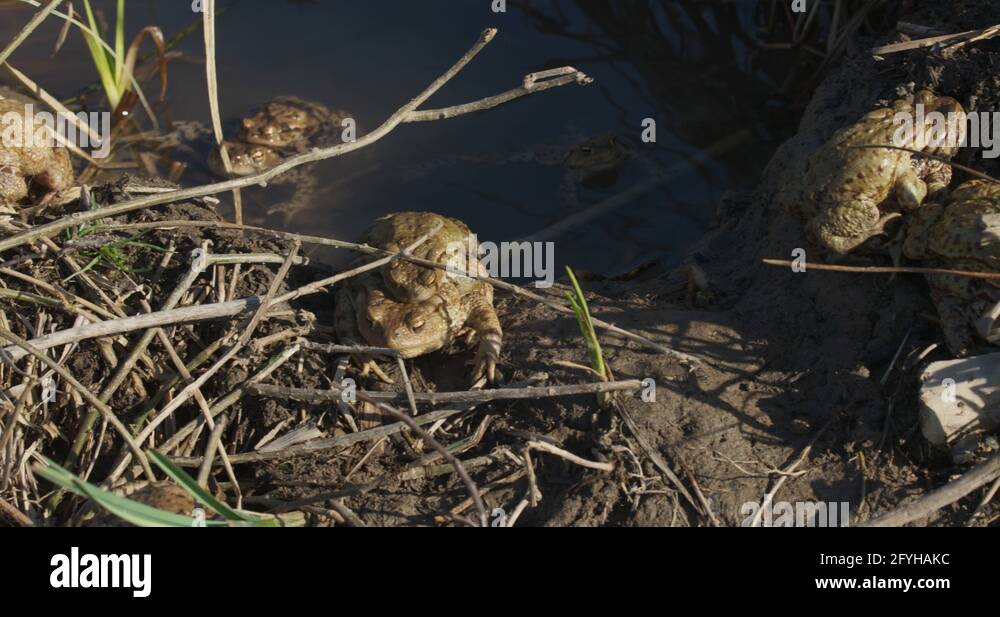 Looking after shrubs Stock Videos & Footage - HD and 4K Video Clips - Alamy