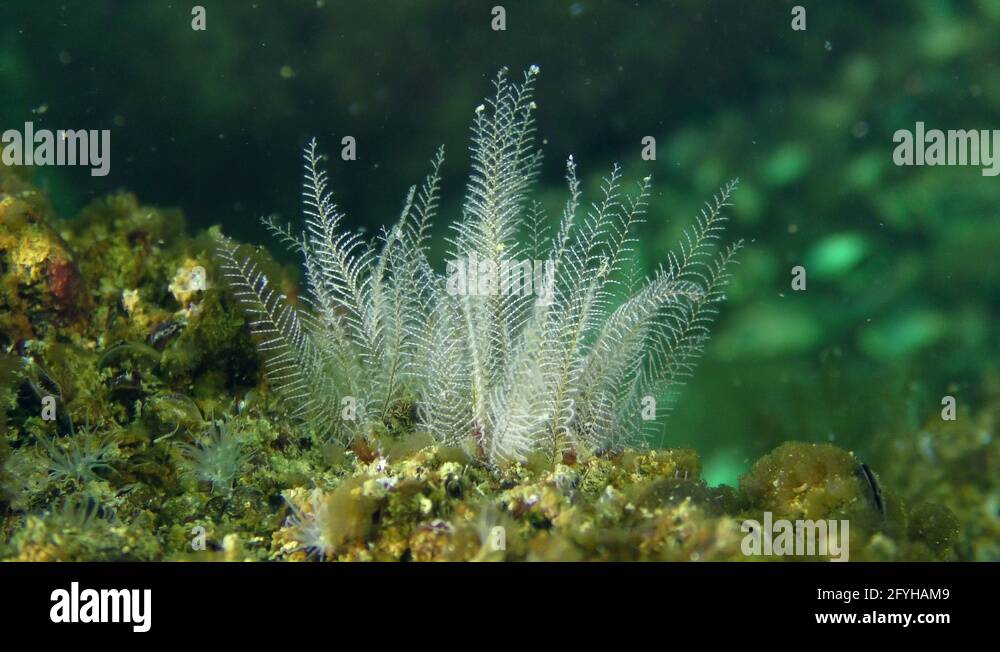 Toothed Feather Hydroid (Aglaophenia pluma Stock Video Footage - Alamy