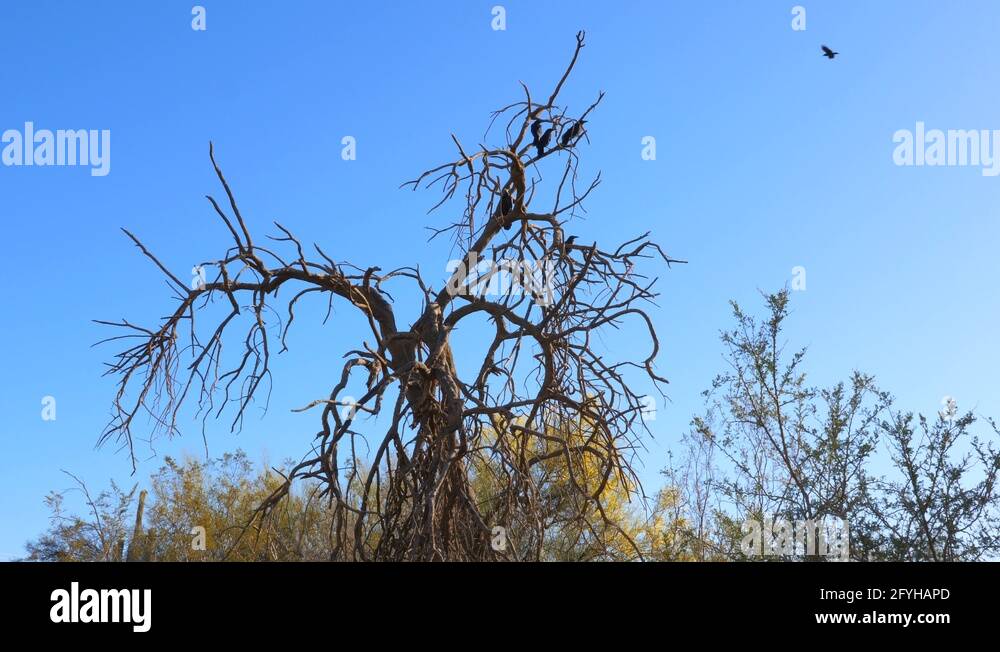 Ravens dead tree Stock Videos & Footage - HD and 4K Video Clips - Alamy