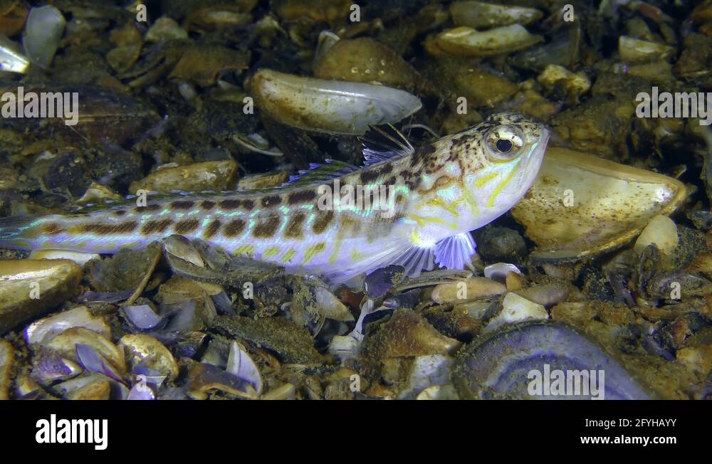 Poisonous fish Greater weever (Trachinus draco Stock Video Footage - Alamy