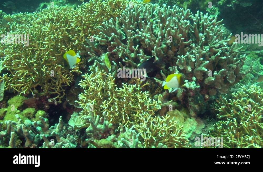 Pyramid butterflyfish (Hemitaurichthys polylepis Stock Video Footage ...