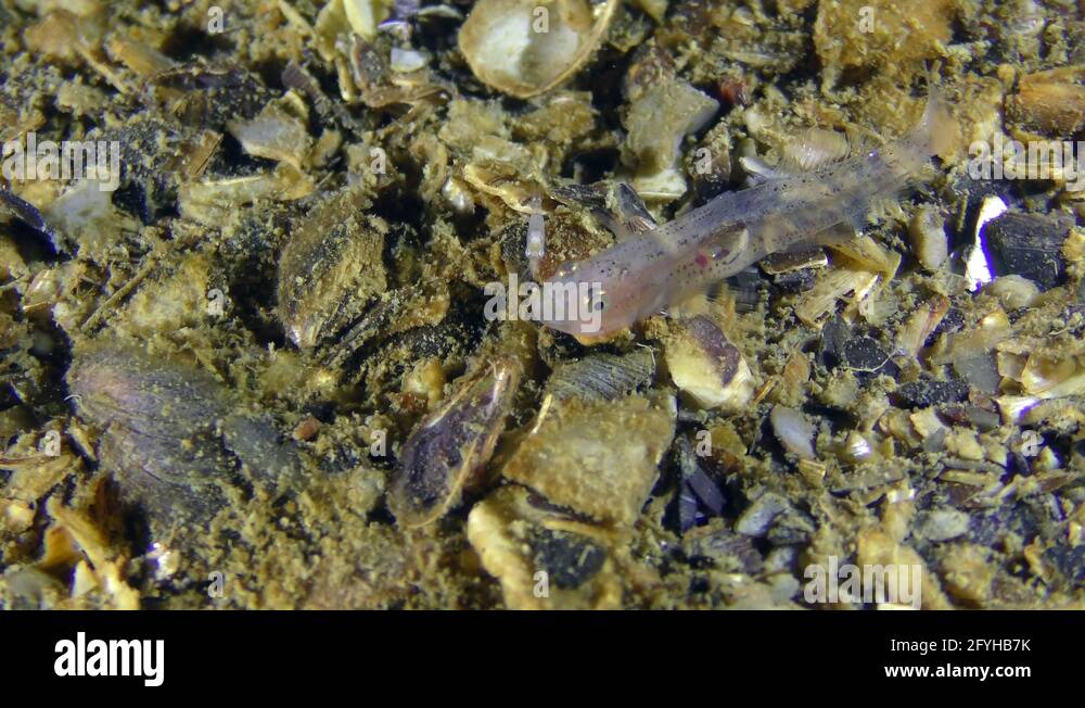 Aphia minuta Stock Videos & Footage - HD and 4K Video Clips - Alamy