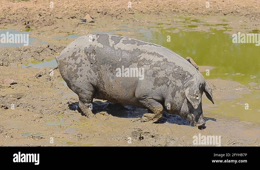 Pig rolling in mud Stock Videos & Footage - HD and 4K Video Clips - Alamy