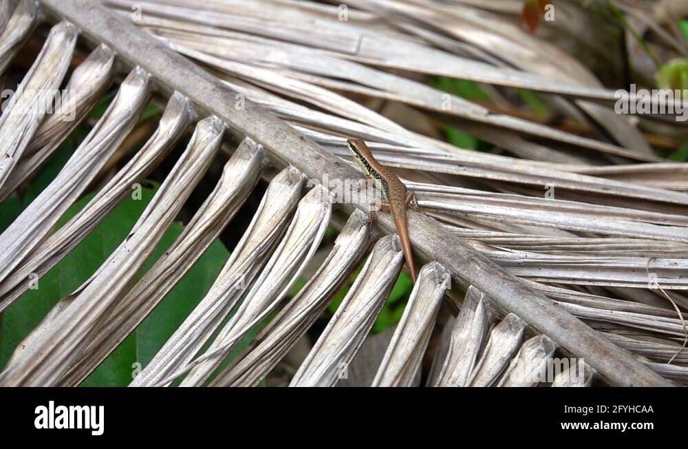 Lizard hunting insects Stock Videos & Footage - HD and 4K Video Clips ...