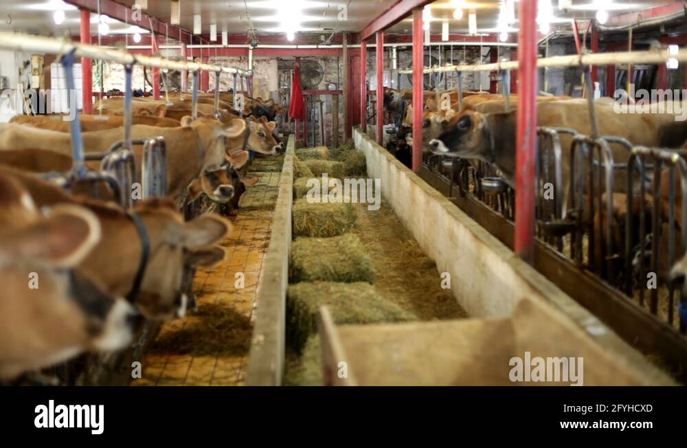 Rows of cows in feeding stall Stock Video Footage - Alamy