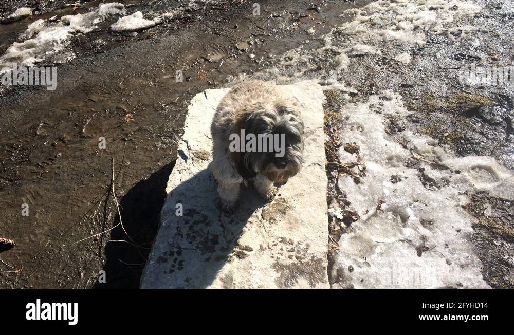 White cockapoo Stock Videos & Footage - HD and 4K Video Clips - Alamy