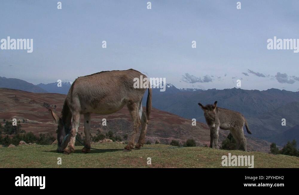 Donkey peru Stock Videos & Footage - HD and 4K Video Clips - Alamy
