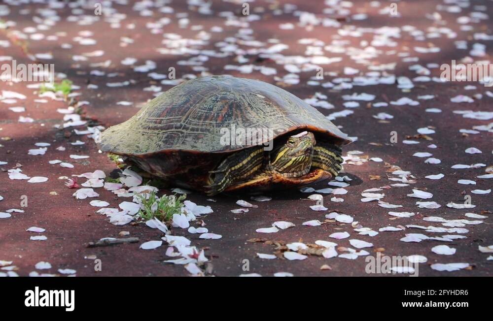 Cherry blossom nature wildlife Stock Videos & Footage - HD and 4K Video ...