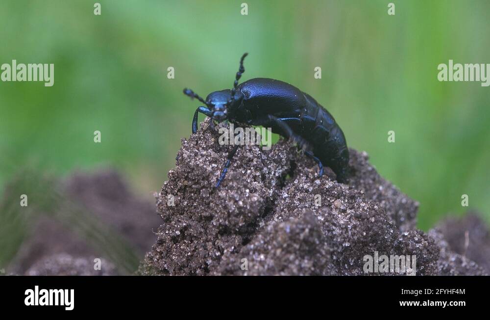 Big black beetle insect, American Oil Beetles are type of Blister ...