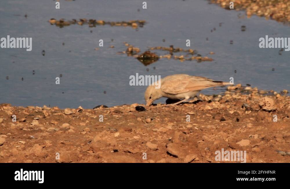 Lark bird Stock Videos & Footage - HD and 4K Video Clips - Alamy