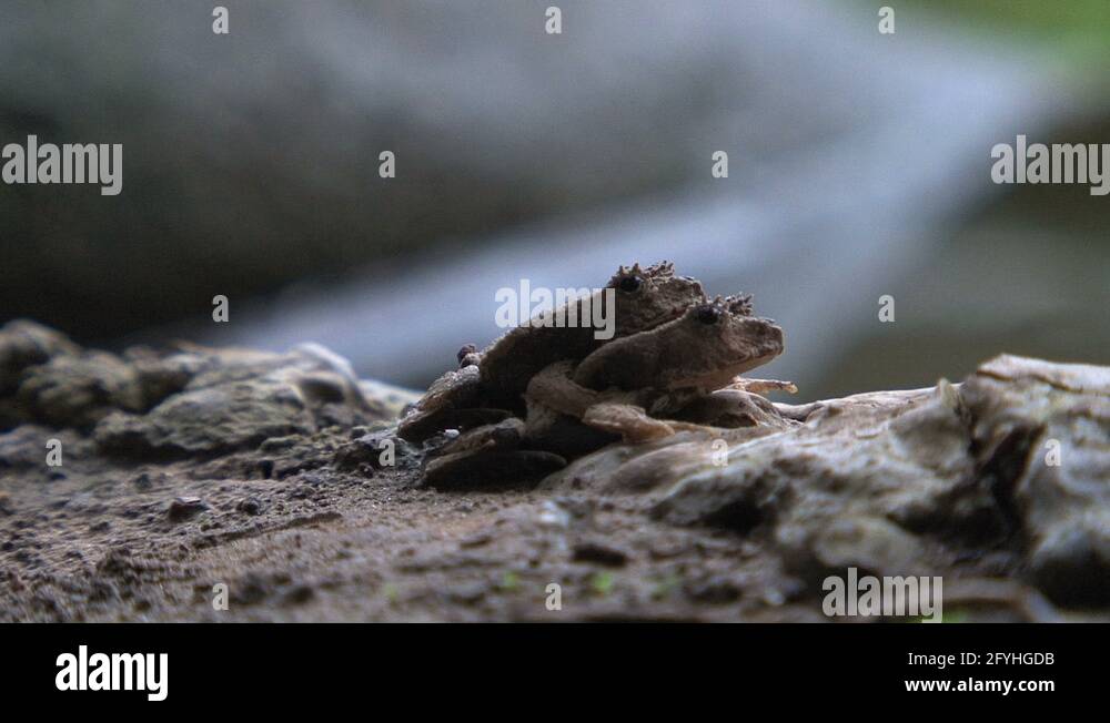 Frogs mating Stock Videos & Footage - HD and 4K Video Clips - Alamy