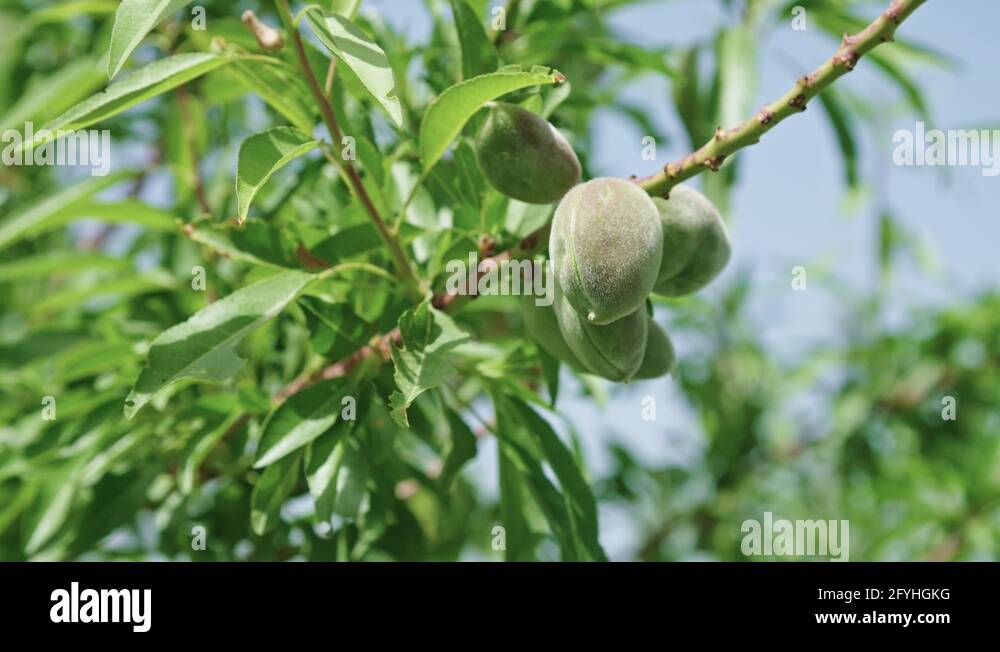 Blossom almonds tree Stock Videos & Footage - HD and 4K Video Clips - Alamy