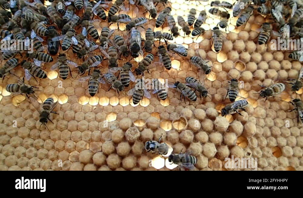 Brood honeycomb Stock Videos & Footage - HD and 4K Video Clips - Alamy