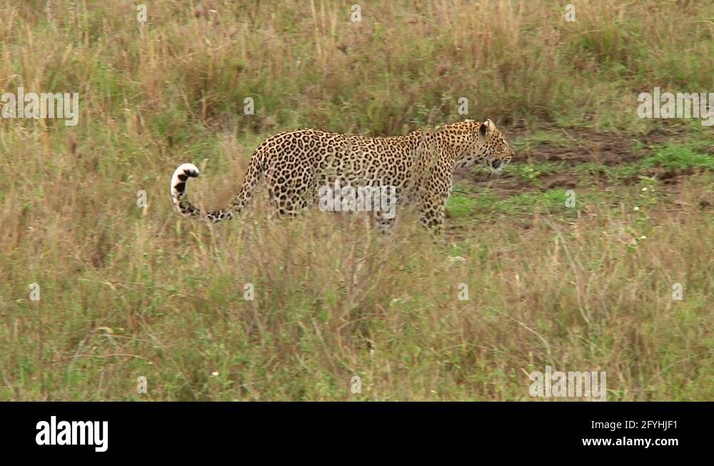 Leopard Stock Videos & Footage - HD and 4K Video Clips - Alamy