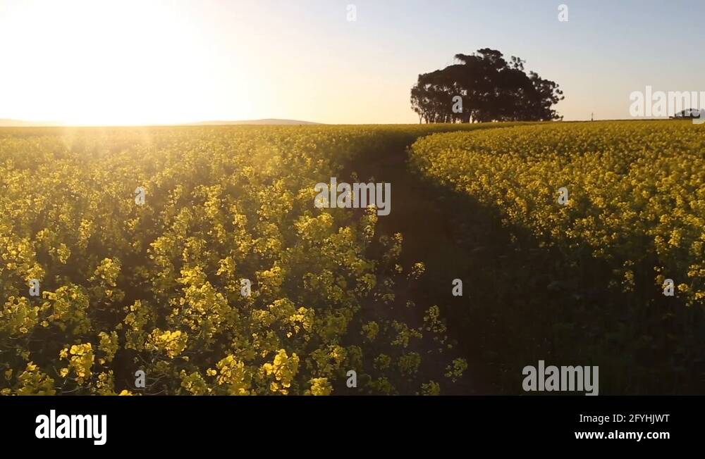 Field path through field landscape Stock Videos & Footage - HD and 4K ...