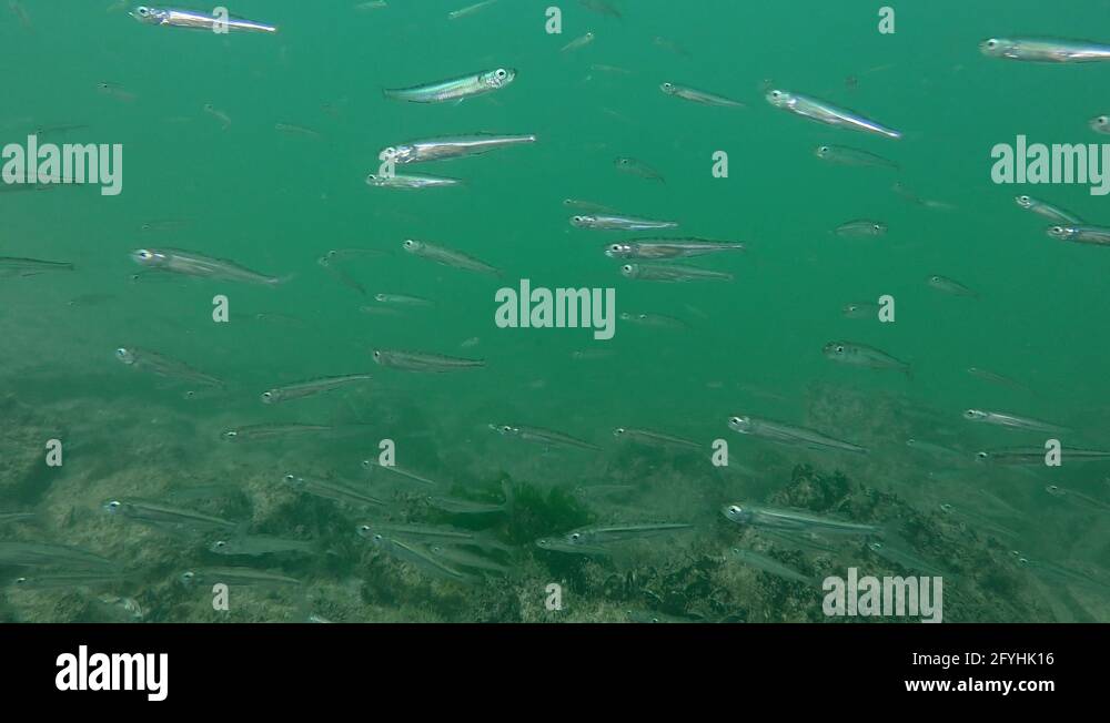Big-scale sand smelt (Atherina boyeri Stock Video Footage - Alamy