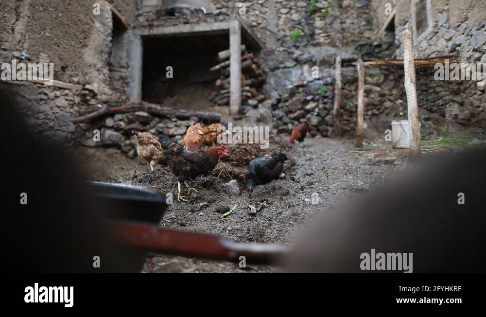 Chicken coup Stock Videos & Footage - HD and 4K Video Clips - Alamy