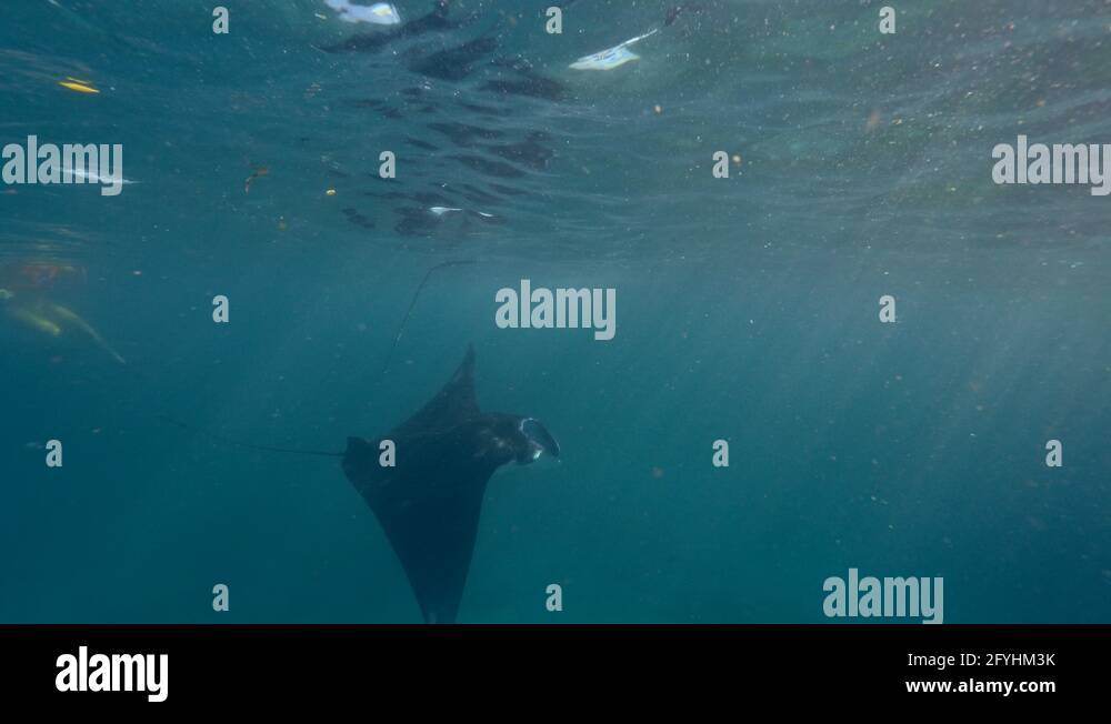 Mantaray Stock Videos & Footage - HD and 4K Video Clips - Alamy