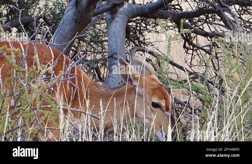 Close up footage of a Nyala Ewe foraging for food in the kalahari ...