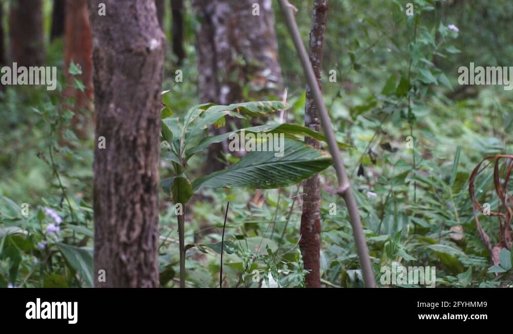 Staggering Stock Videos & Footage - HD and 4K Video Clips - Alamy