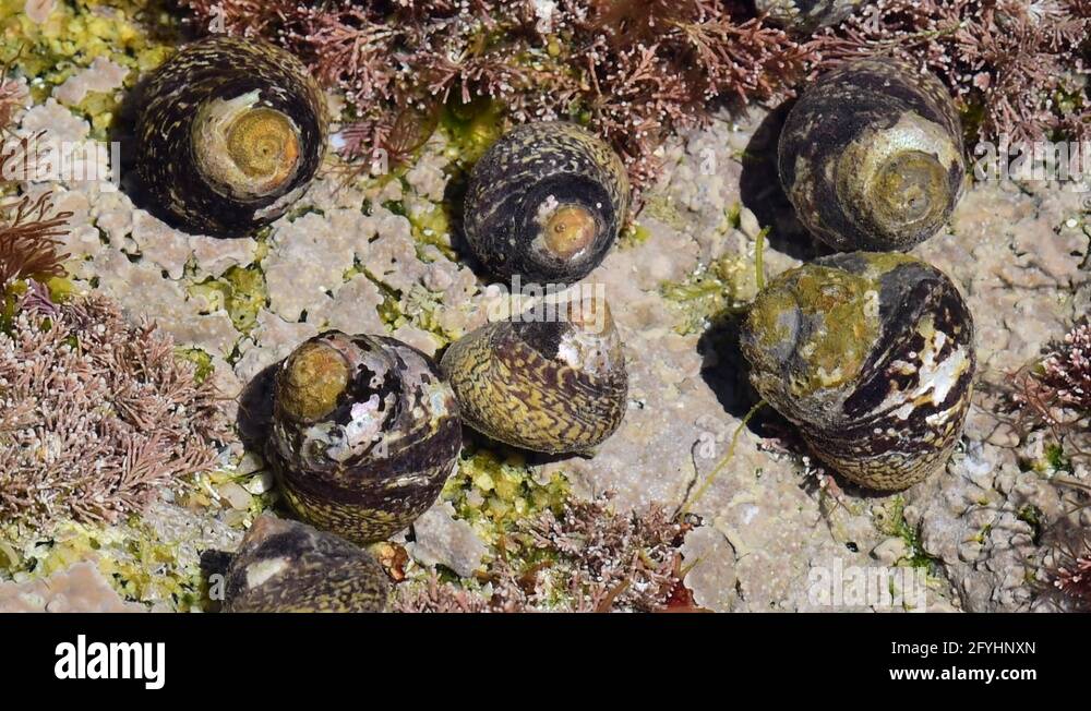 Lined top shells Stock Videos & Footage - HD and 4K Video Clips - Alamy