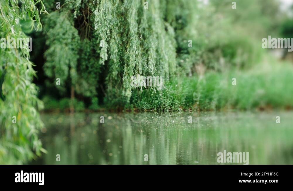 Hanging trees in a picturesque lake Stock Video Footage - Alamy