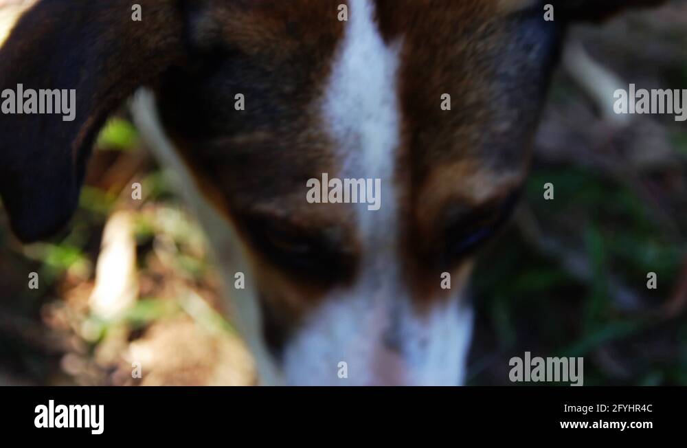 Pinky dog Stock Videos & Footage - HD and 4K Video Clips - Alamy