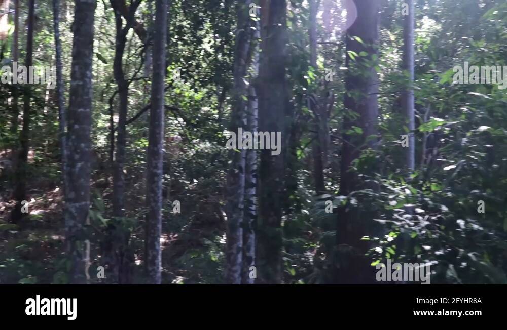 Tropical rainforest tree trunks Stock Videos & Footage - HD and 4K ...