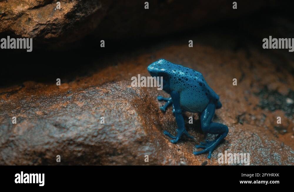Okopipi, the native name for the blue poison dart frog, Dendrobates ...